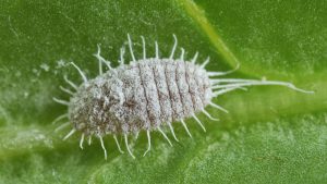 A large colony of Mealybugs can damage a Florida Palm.