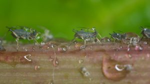 Palm Aphids can be difficult to eradicate without professional help.